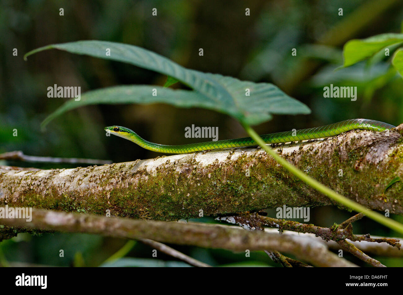 Leptophis nebulosus hi-res stock photography and images - Alamy