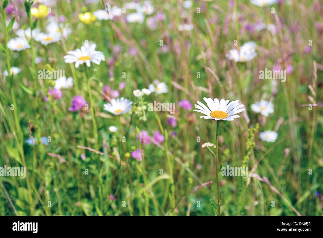 An image of a beautiful daisy flowers Stock Photo - Alamy