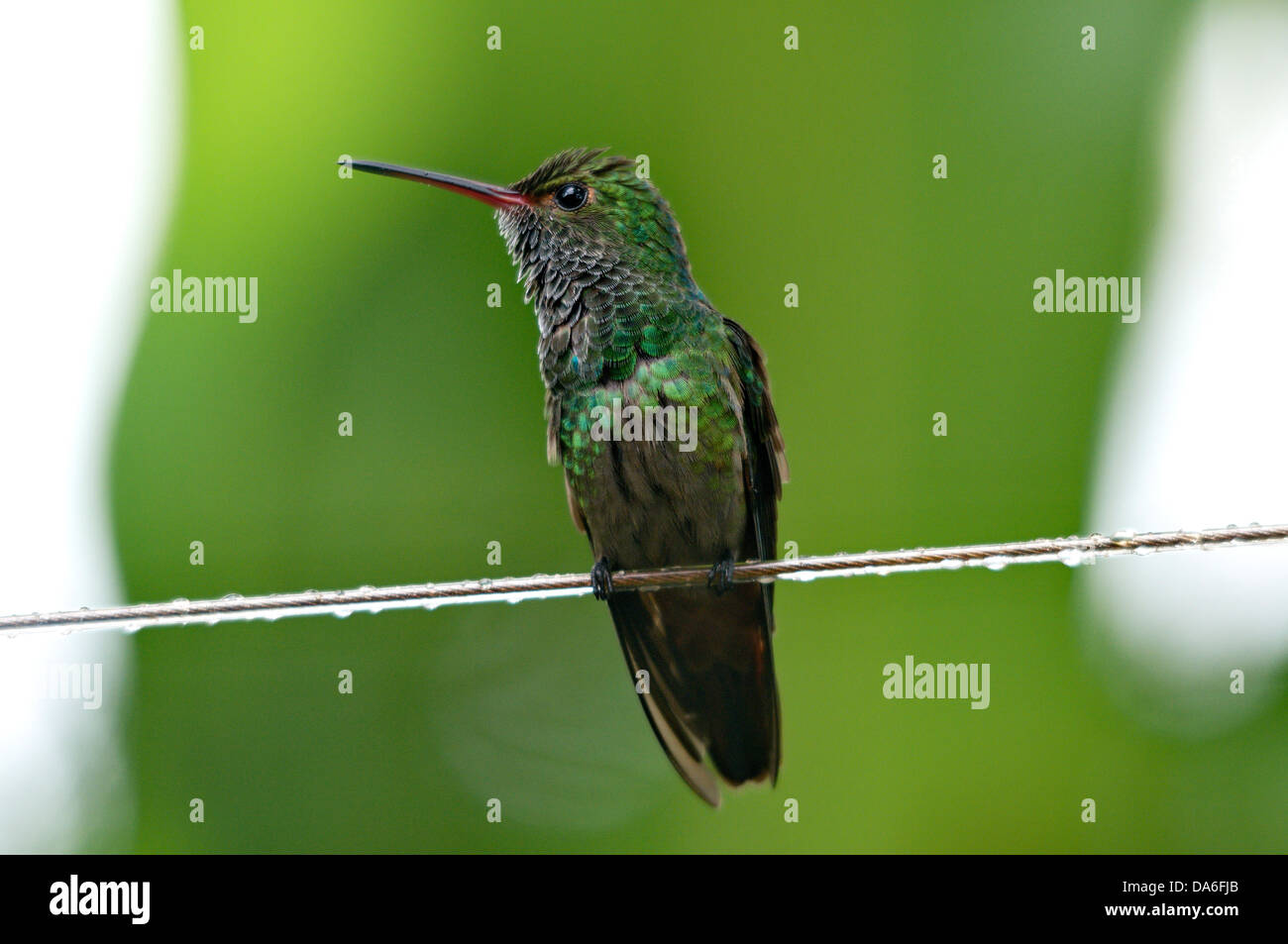 Blue-chested hummingbird, hummingbird, Amazilia amabilis, bird, birds ...