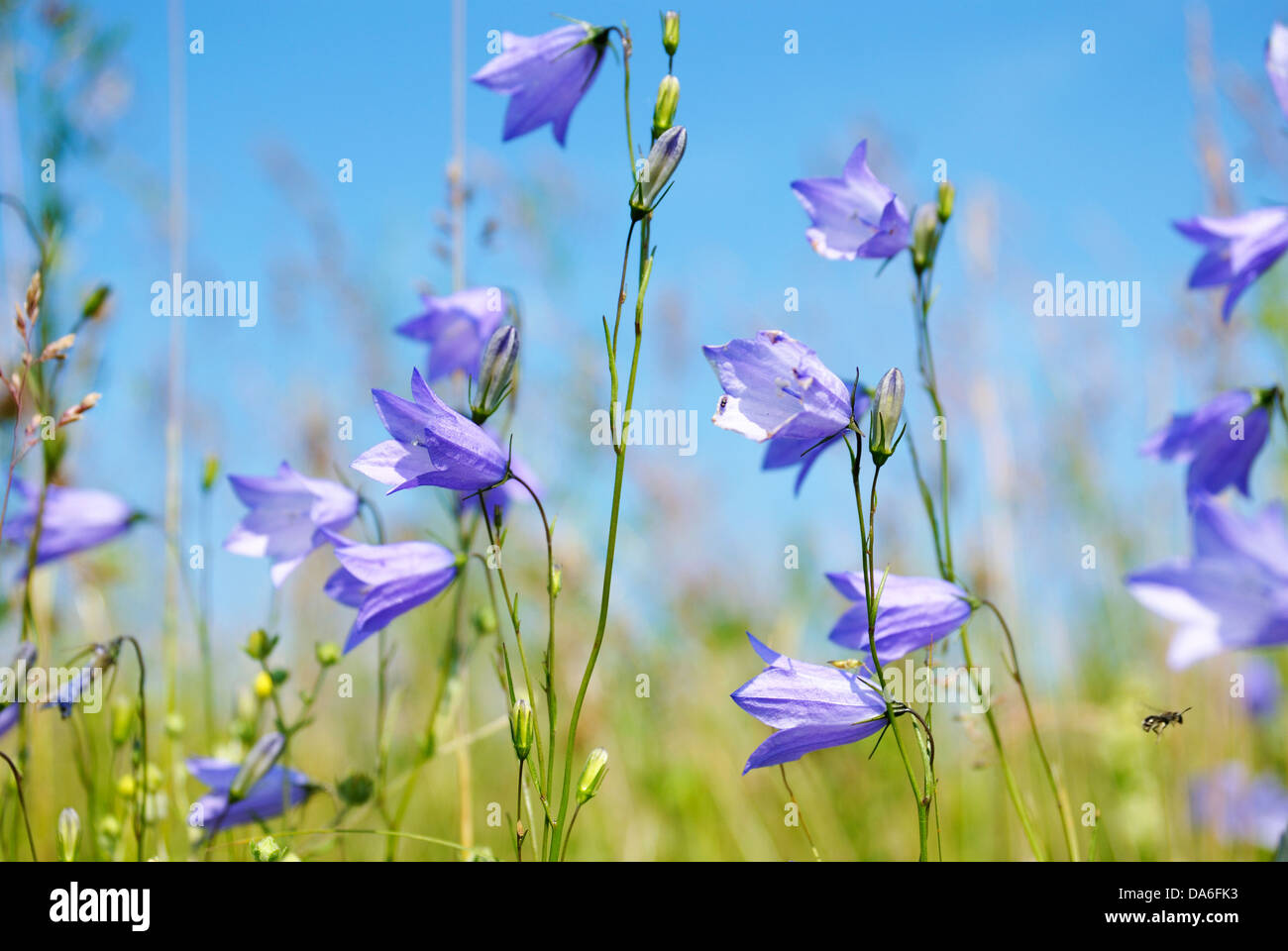 White harebell hi-res stock photography and images - Alamy