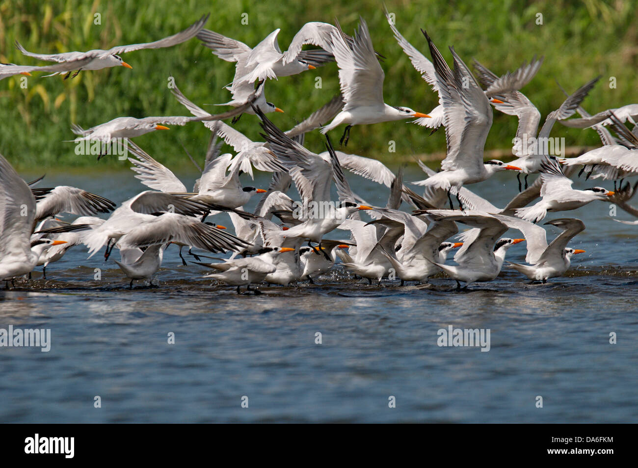 Laridae terns hi-res stock photography and images - Alamy