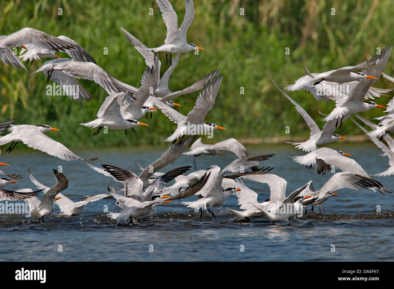 tern, terns, Sternidae, Laridae, bird, birds, animal, animals, fauna ...