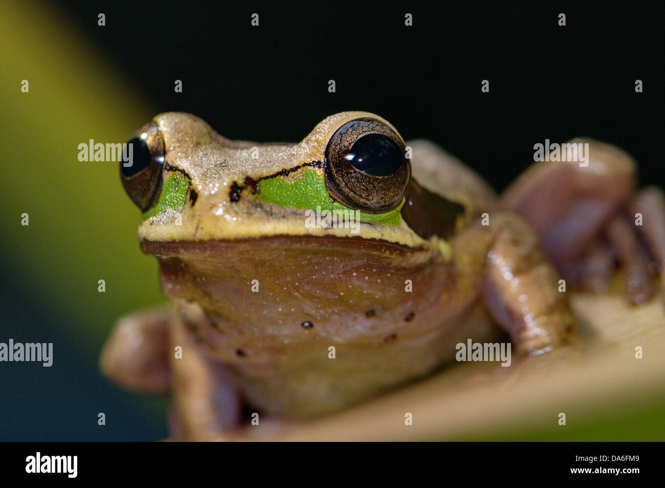 Frog, frogs, tree, frog, Costa Rica treefrog, Smilisca phaeota ...