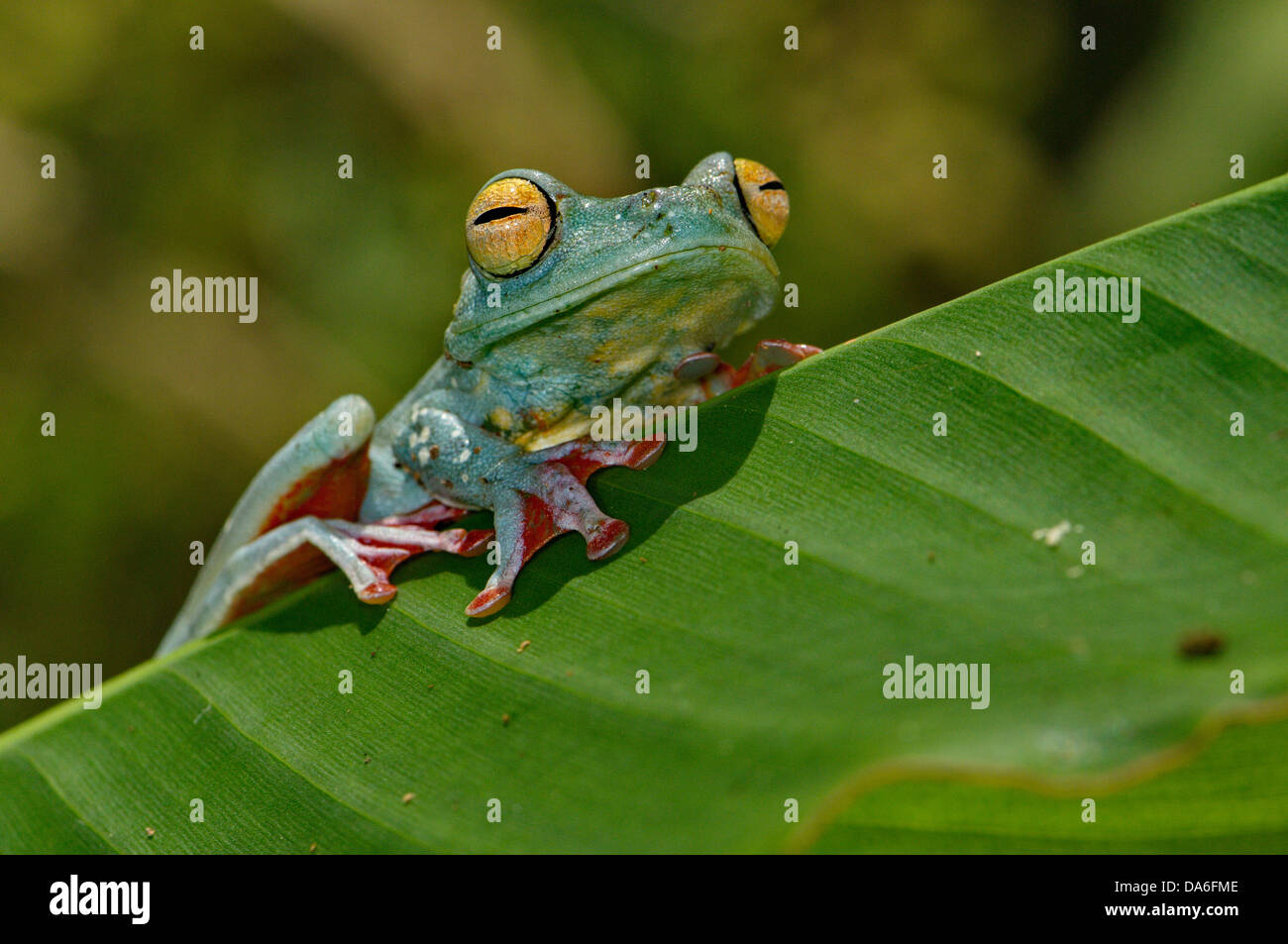 Frog, frogs, tree frog, scarlet-webbed treefrog, Hypsiboas rufitelus ...