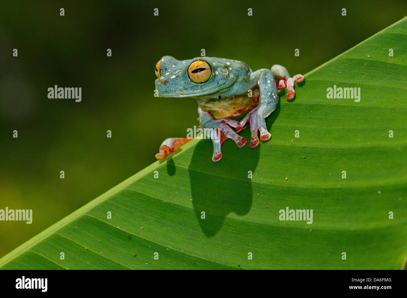 Frog, frogs, tree frog, scarlet-webbed treefrog, Hypsiboas rufitelus ...