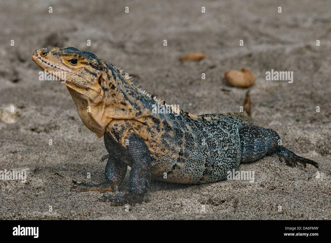 Ctenosaura similis hi-res stock photography and images - Alamy