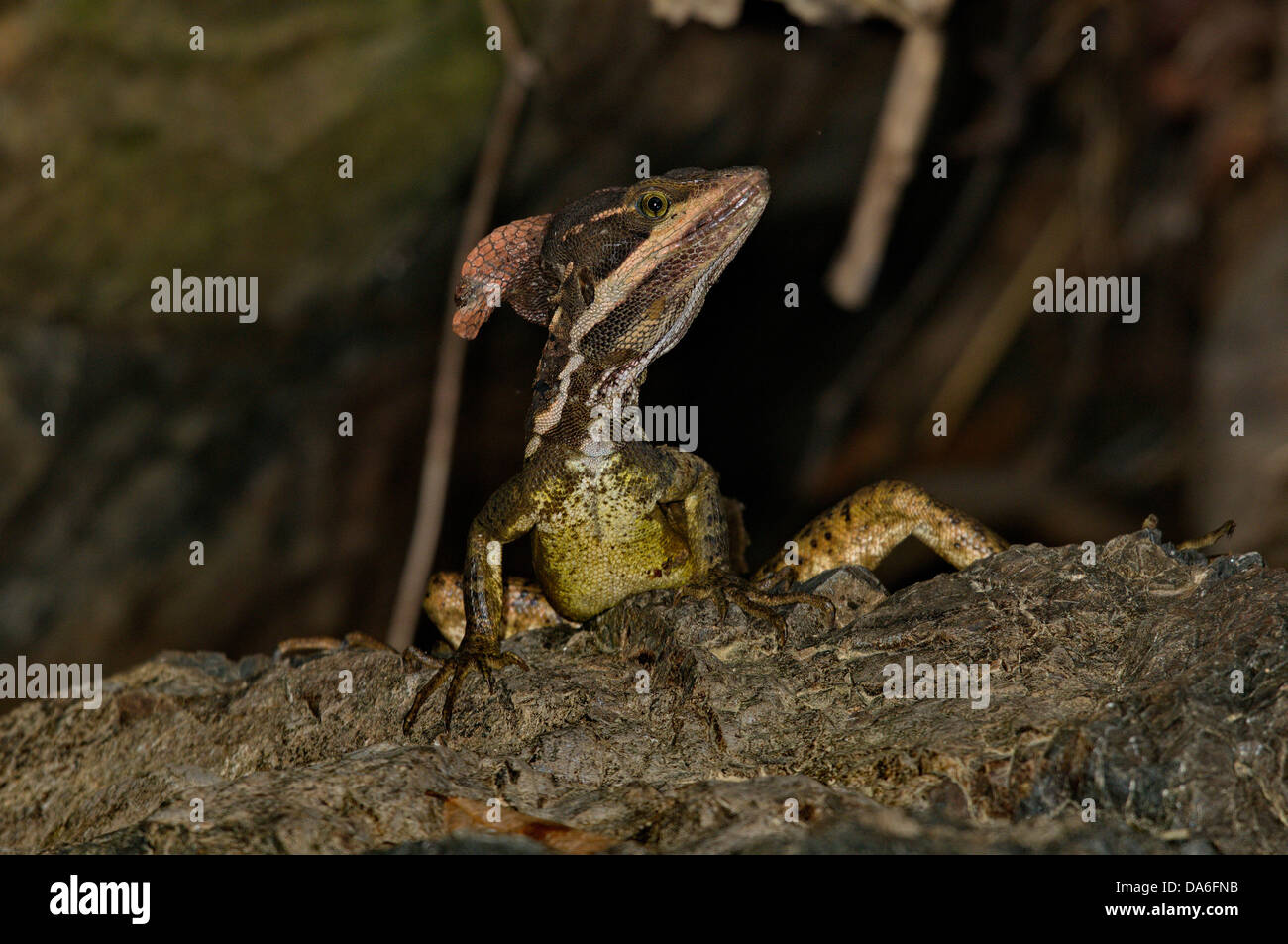 Common basilisc, iguana, Basiliscus basiliscus, Jesus Christ lizard ...