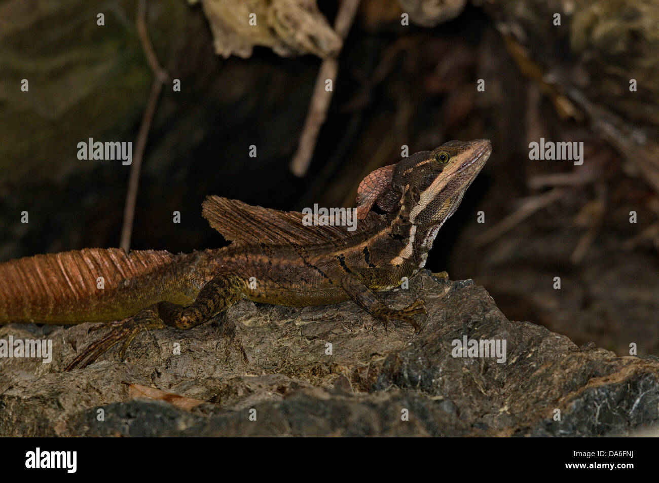 Common basilisc, iguana, Basiliscus basiliscus, Jesus Christ lizard ...