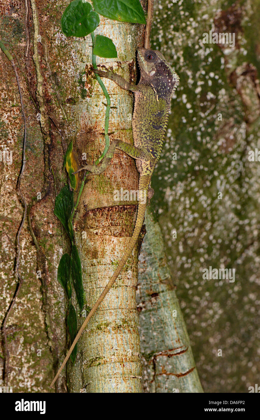 Helmeted iguana, iguana, Corytophanes cristatus, lizard, lizards ...