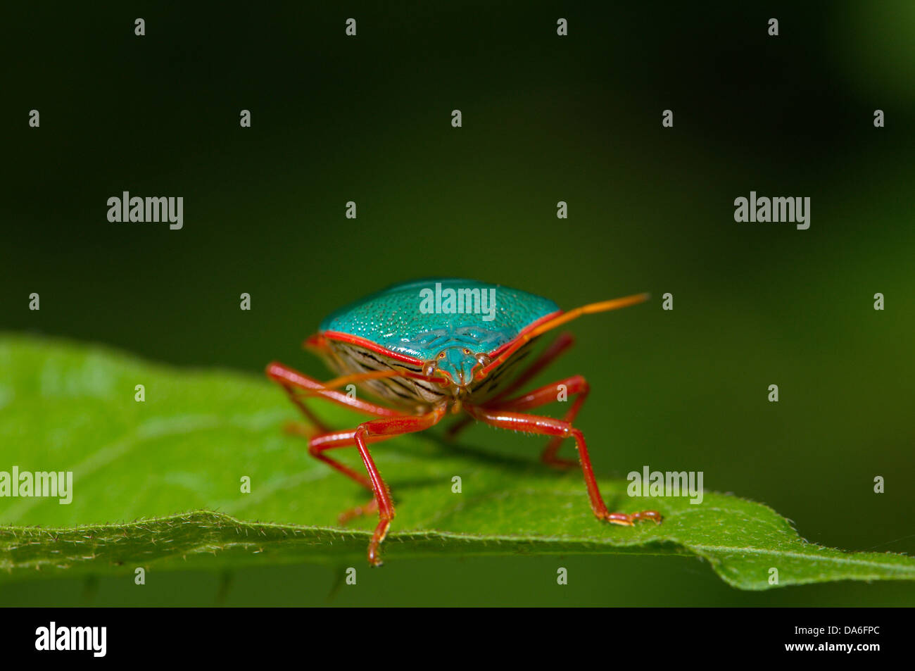 Shield bug, bug, Scutelleridae, Heteroptera, Insect, Insects, red ...