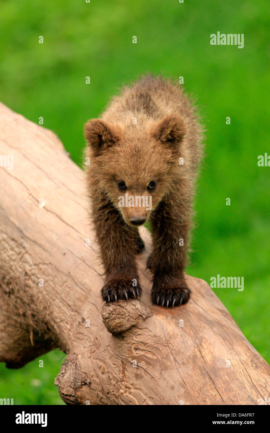 Brown bear cub standing full hi-res stock photography and images - Alamy