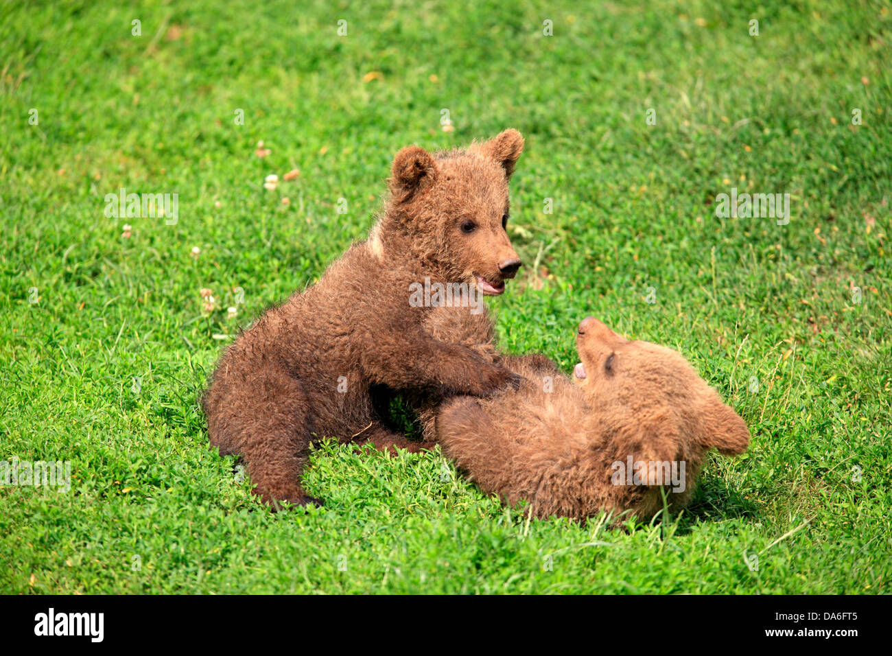 Tussling hi-res stock photography and images - Alamy