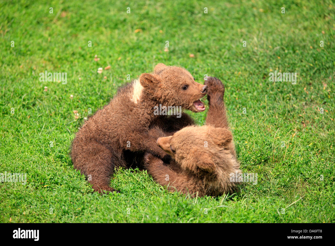 Tussling hi-res stock photography and images - Alamy