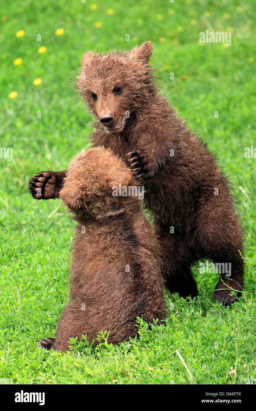 Tussling hi-res stock photography and images - Alamy