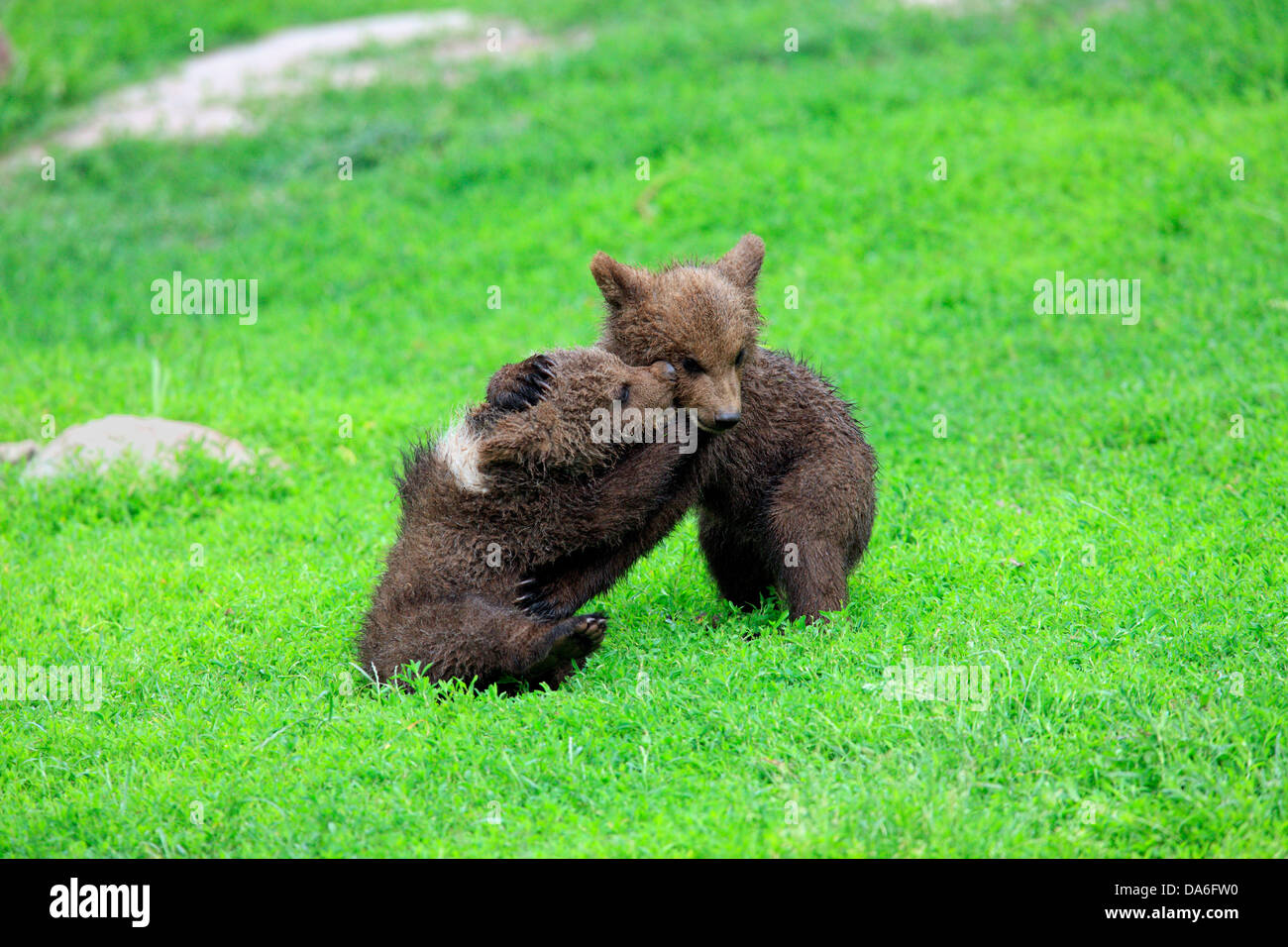 Tussling hi-res stock photography and images - Alamy