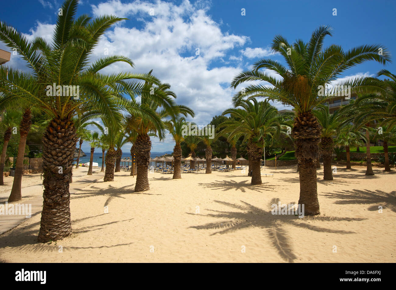 Palm trees on the beach, Cala Viñas or Cala Vinyes, Cala Vinyes, Calvià ...