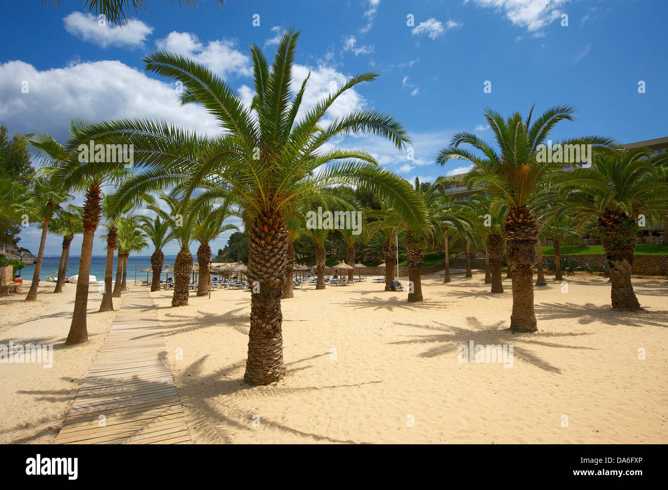 Palm trees on the beach, Cala Viñas or Cala Vinyes, Cala Vinyes, Calvià ...