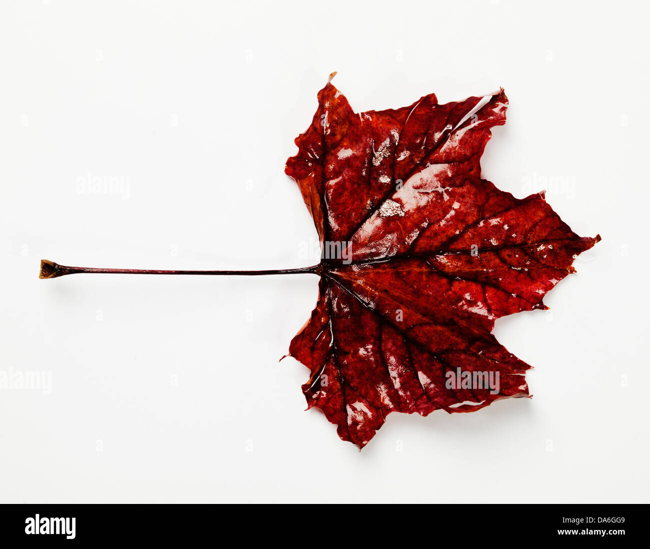 Red maple leaf cut out hi-res stock photography and images - Alamy