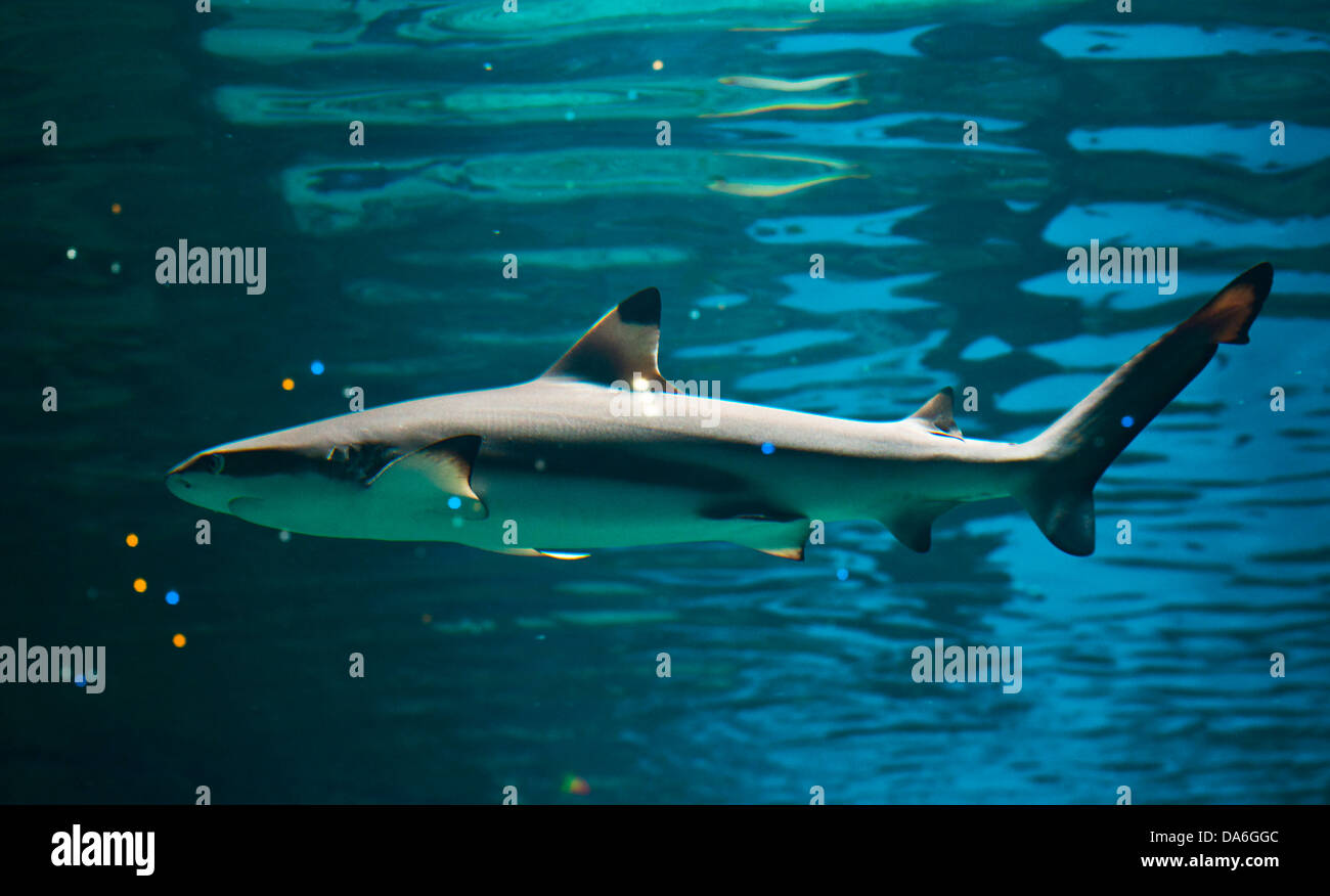 the hound shark Stock Photo - Alamy