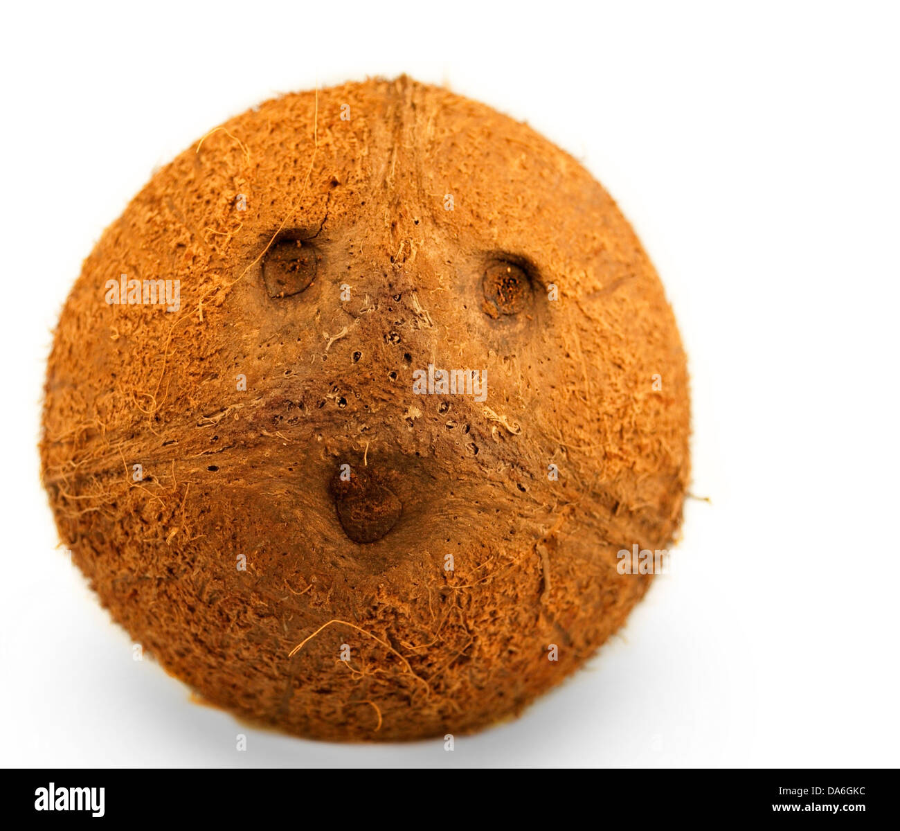 "portrait" of coconut Stock Photo - Alamy