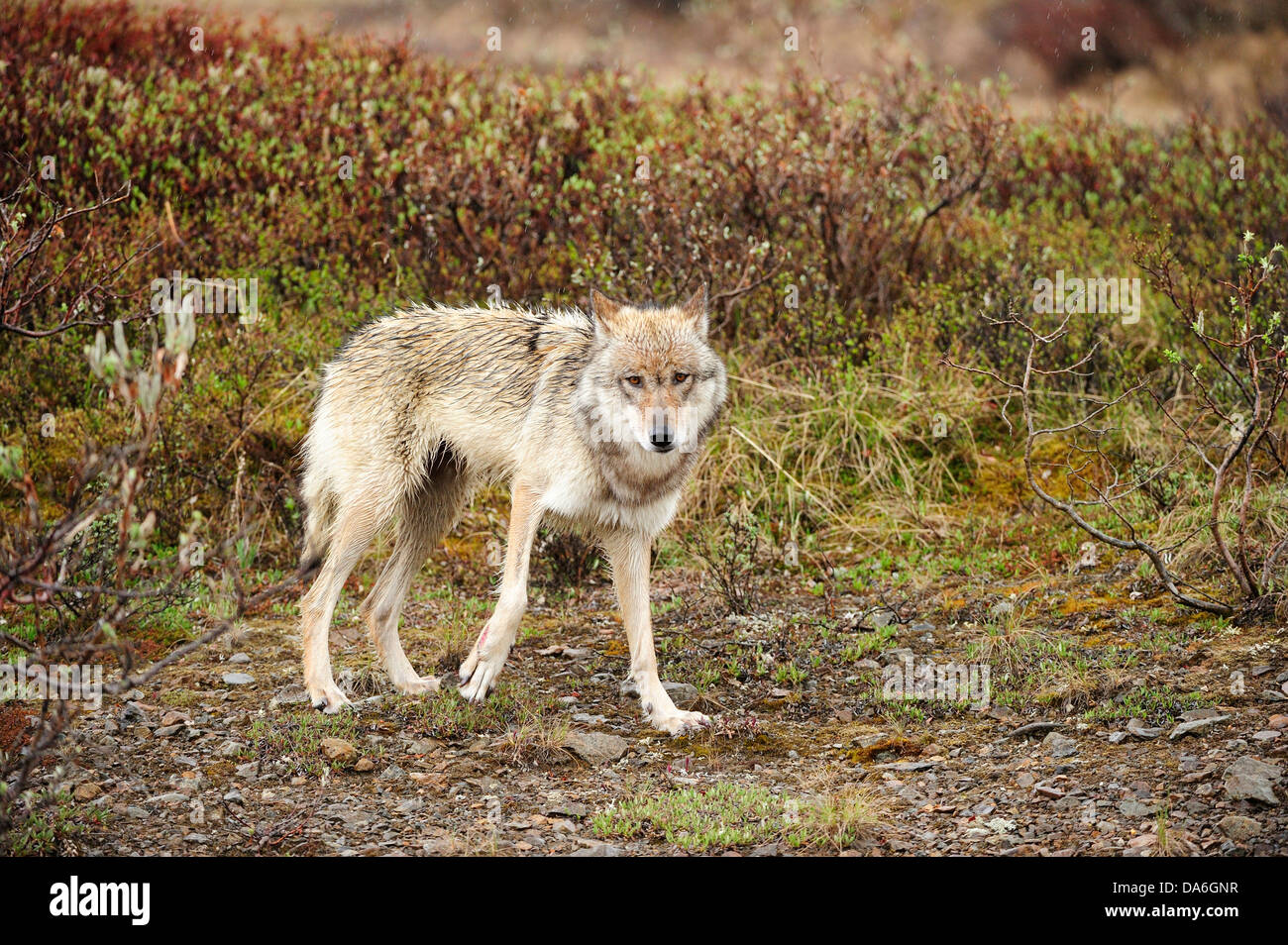 Wolf (Canis lupus) prowling in the rain through the Arctic tundra Stock ...