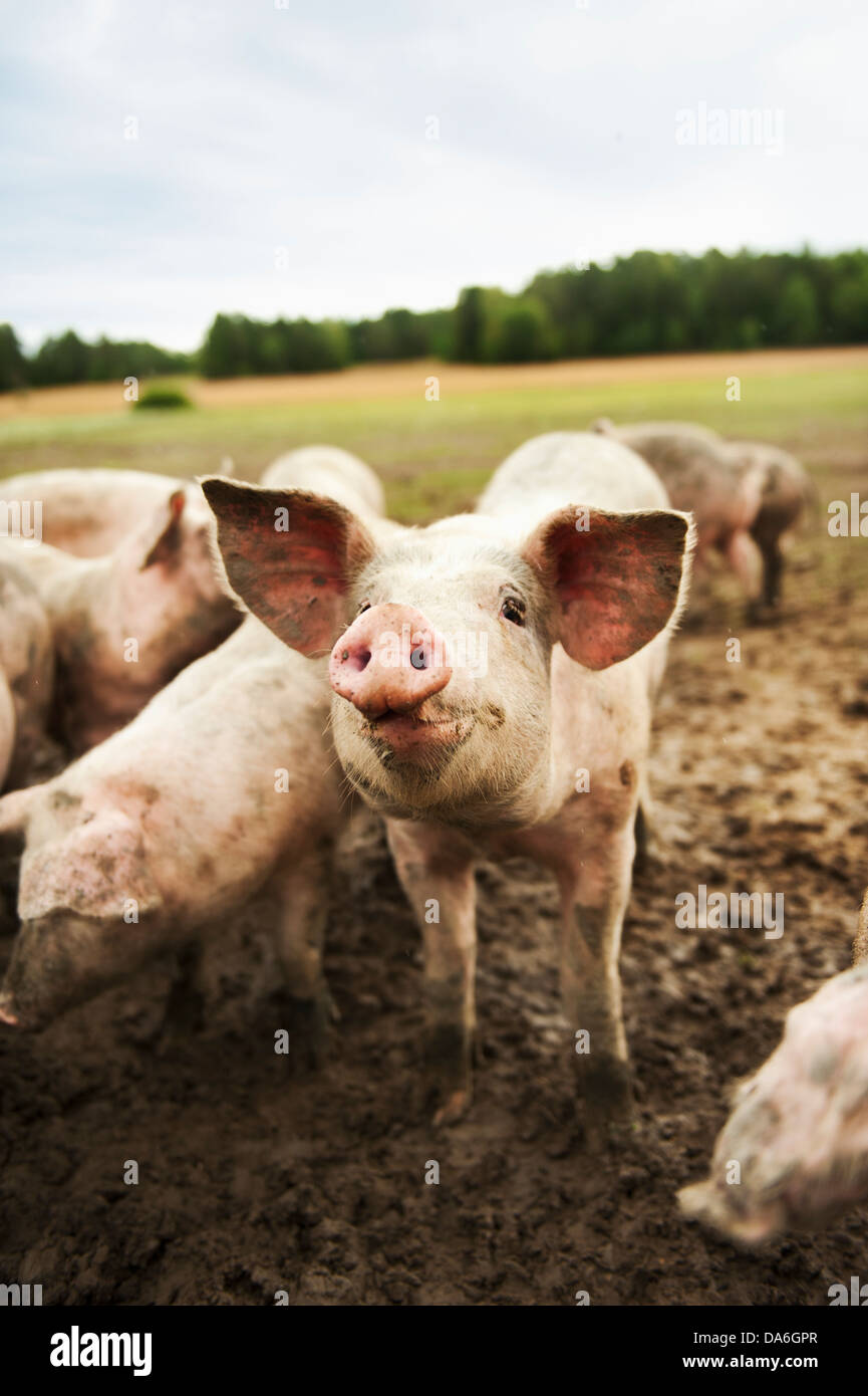 The Pigs High Resolution Stock Photography and Images - Alamy