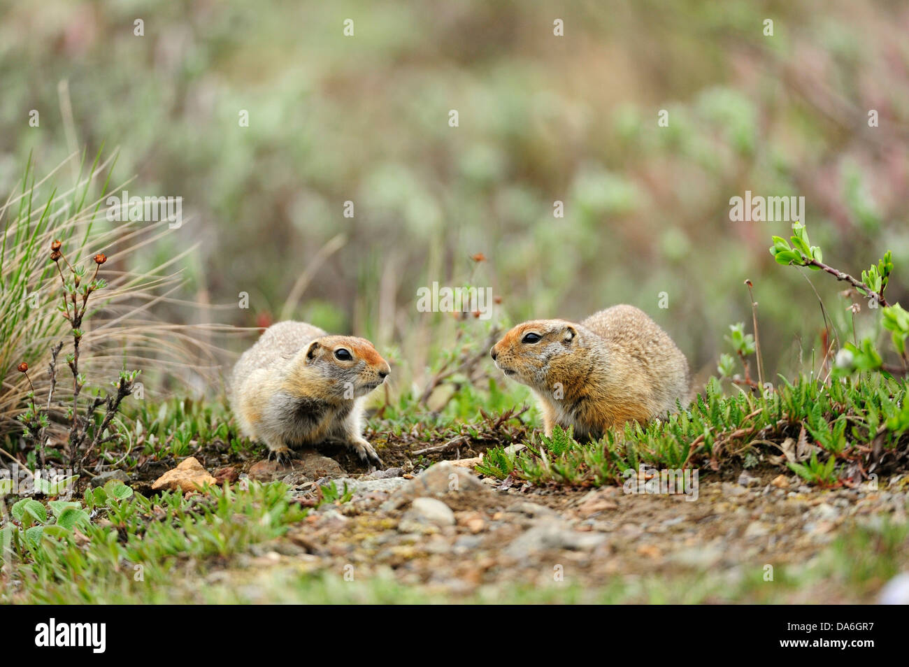 Arctic Ground Squirrels (Spermophilus parryii) foraging for food in the ...