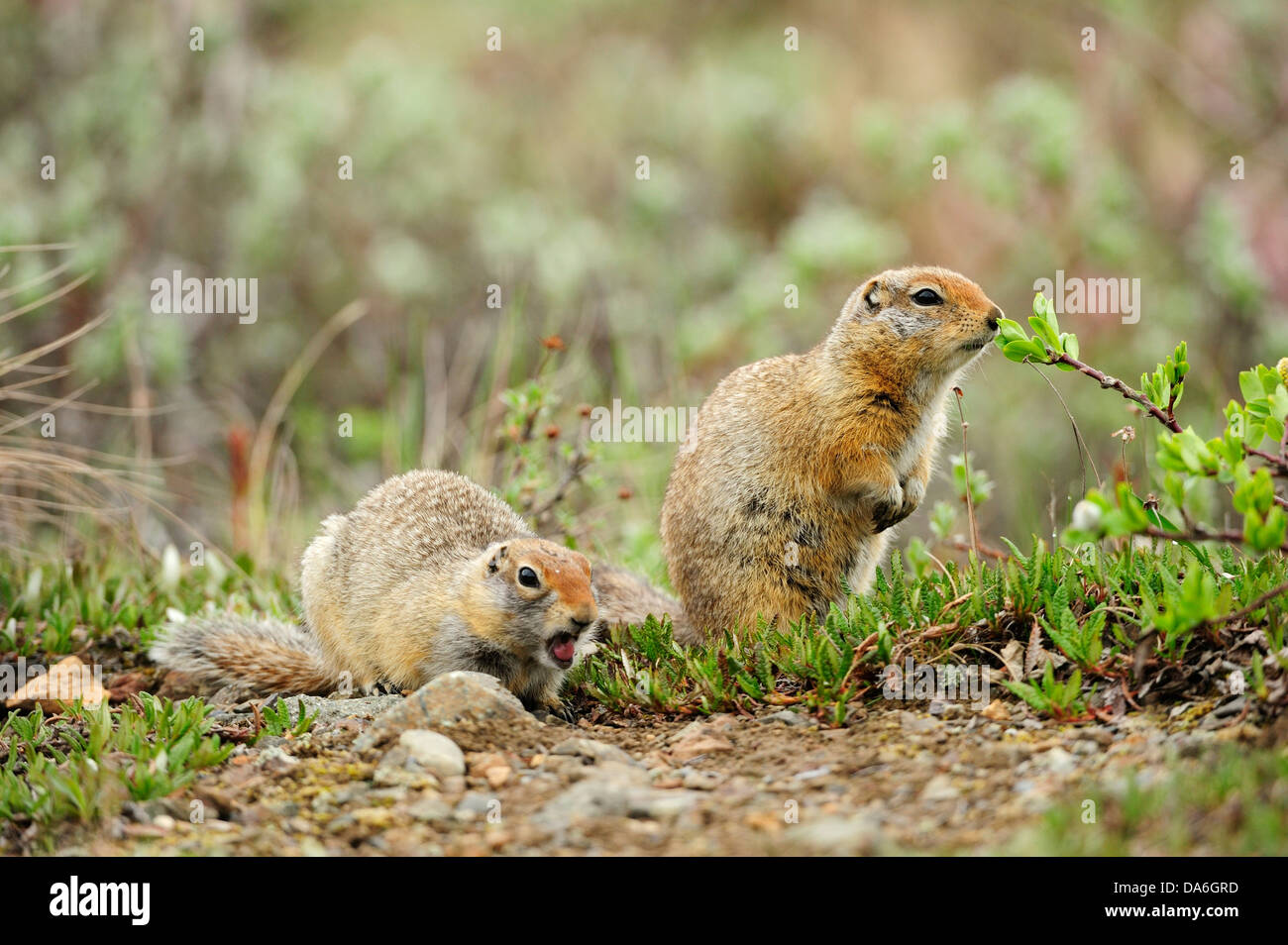 Arctic Ground Squirrels (Spermophilus parryii) foraging for food in the ...