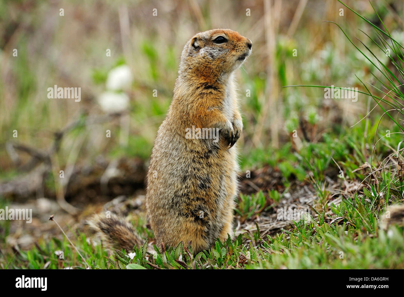 Arctic Ground Squirrel (Spermophilus parryii) foraging for food in the ...
