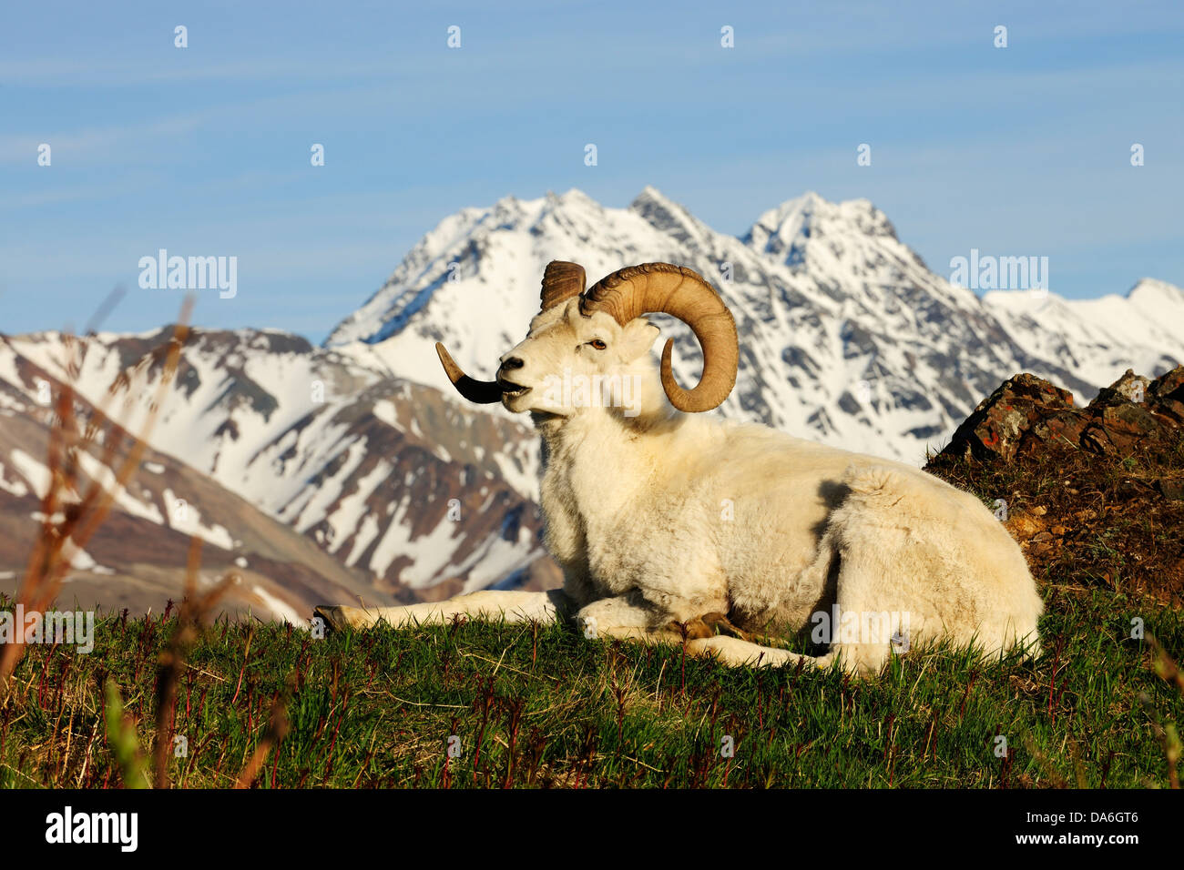 Arctic Tundra Landscape Animals