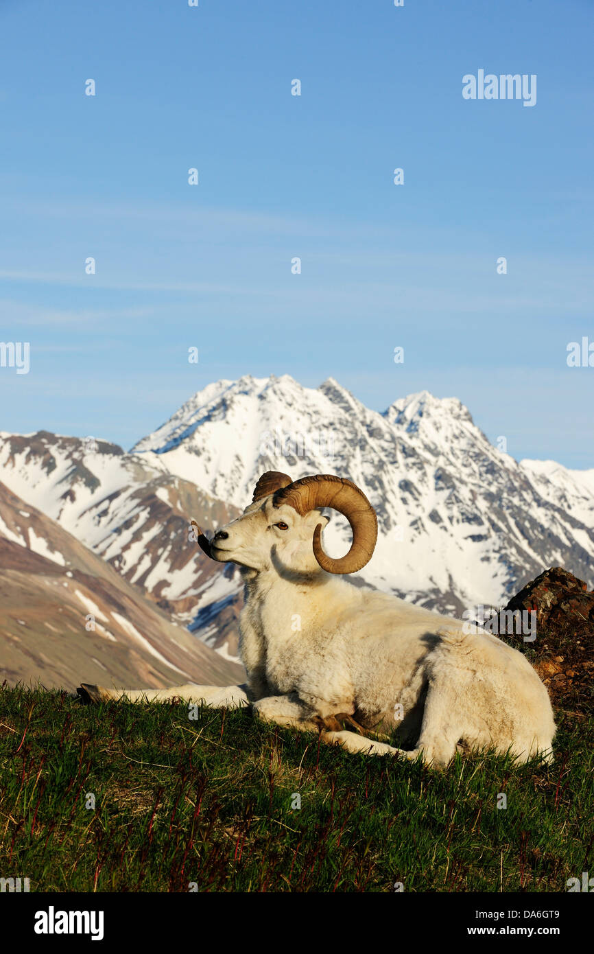 Dall Sheep (Ovis dalli dalli) in the Arctic tundra in front of the ...