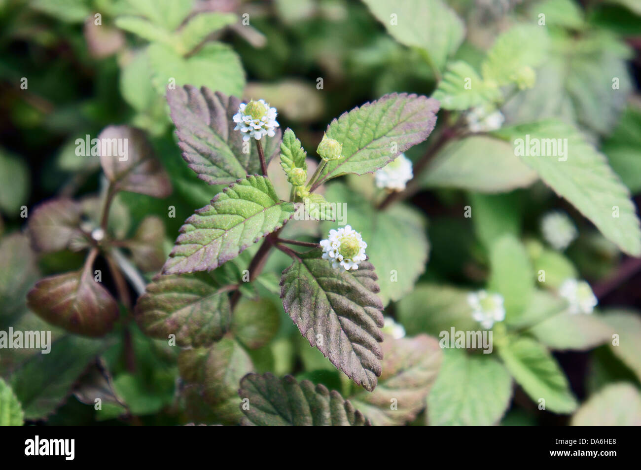 Lippa High Resolution Stock Photography and Images - Alamy