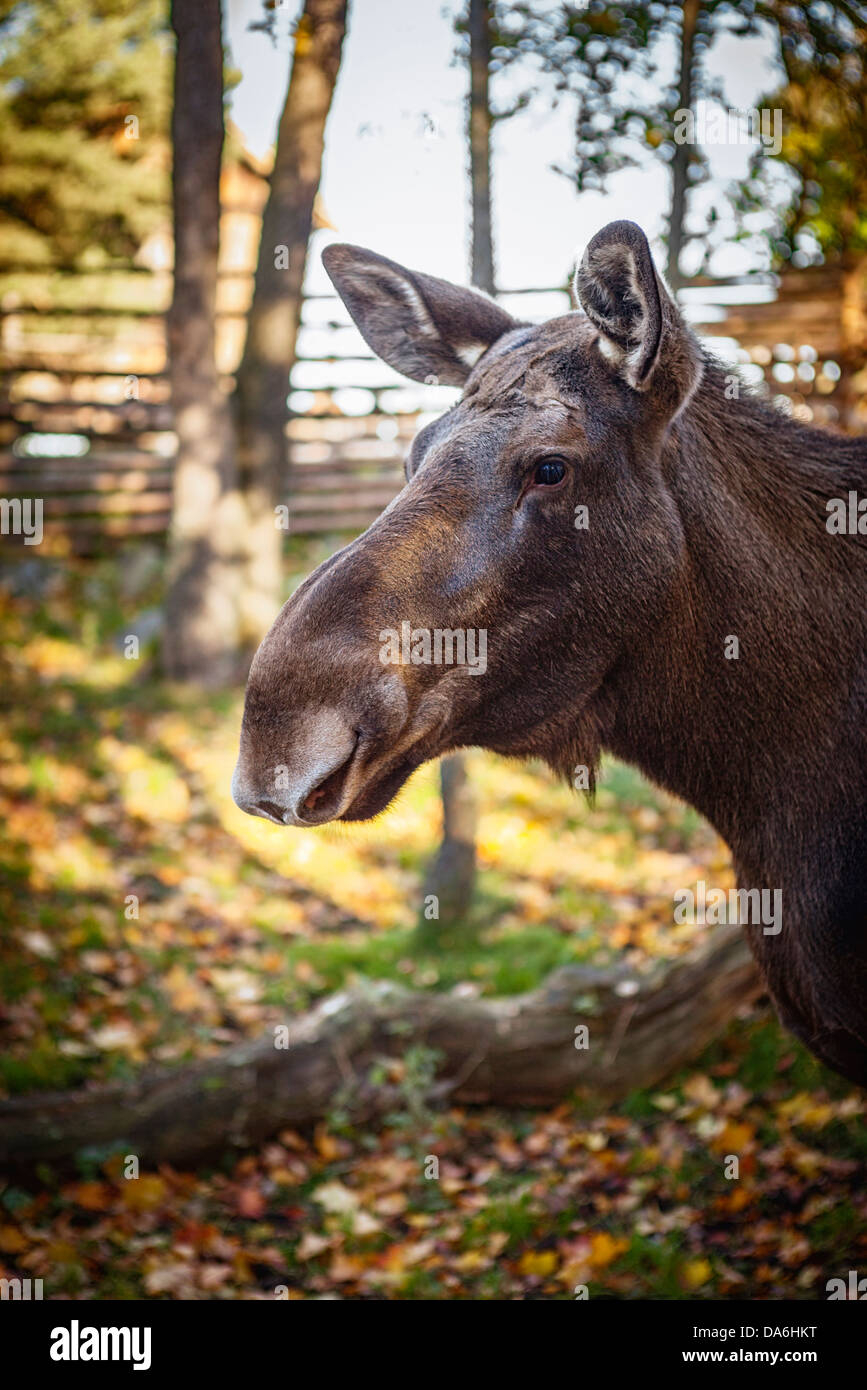 Moose in zoo Stock Photo - Alamy