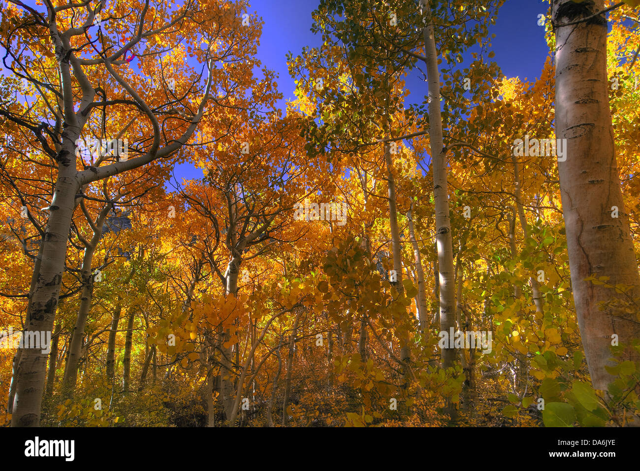 Fall color bishop hi-res stock photography and images - Alamy