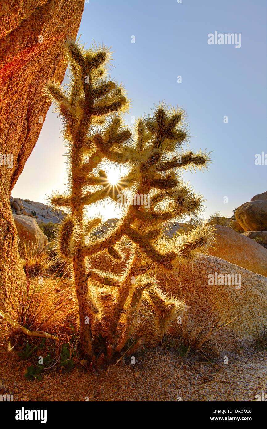 USA, United States, America, California, Indio, National Park, Joshua ...