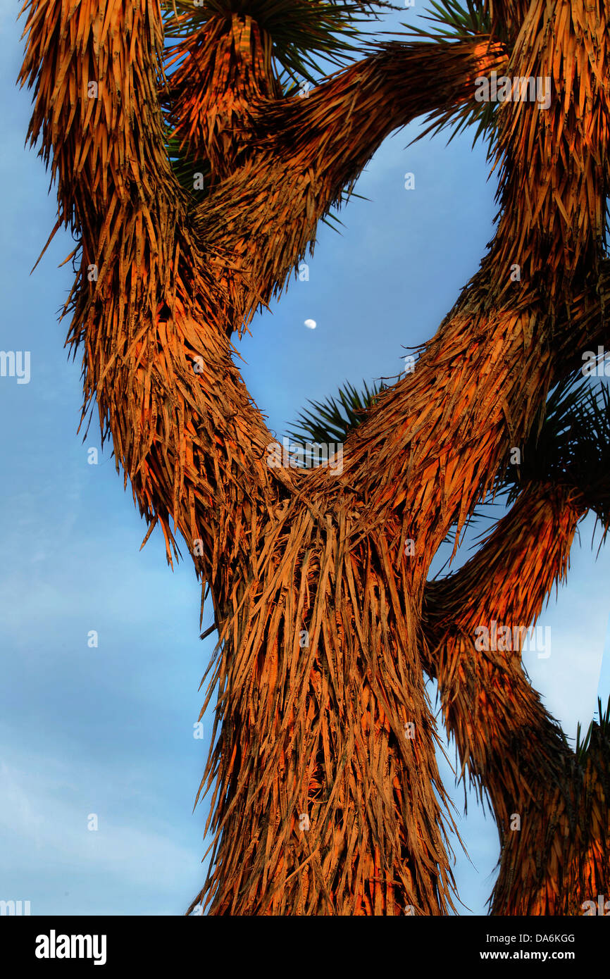USA, United States, America, California, Indio, National Park, Joshua ...