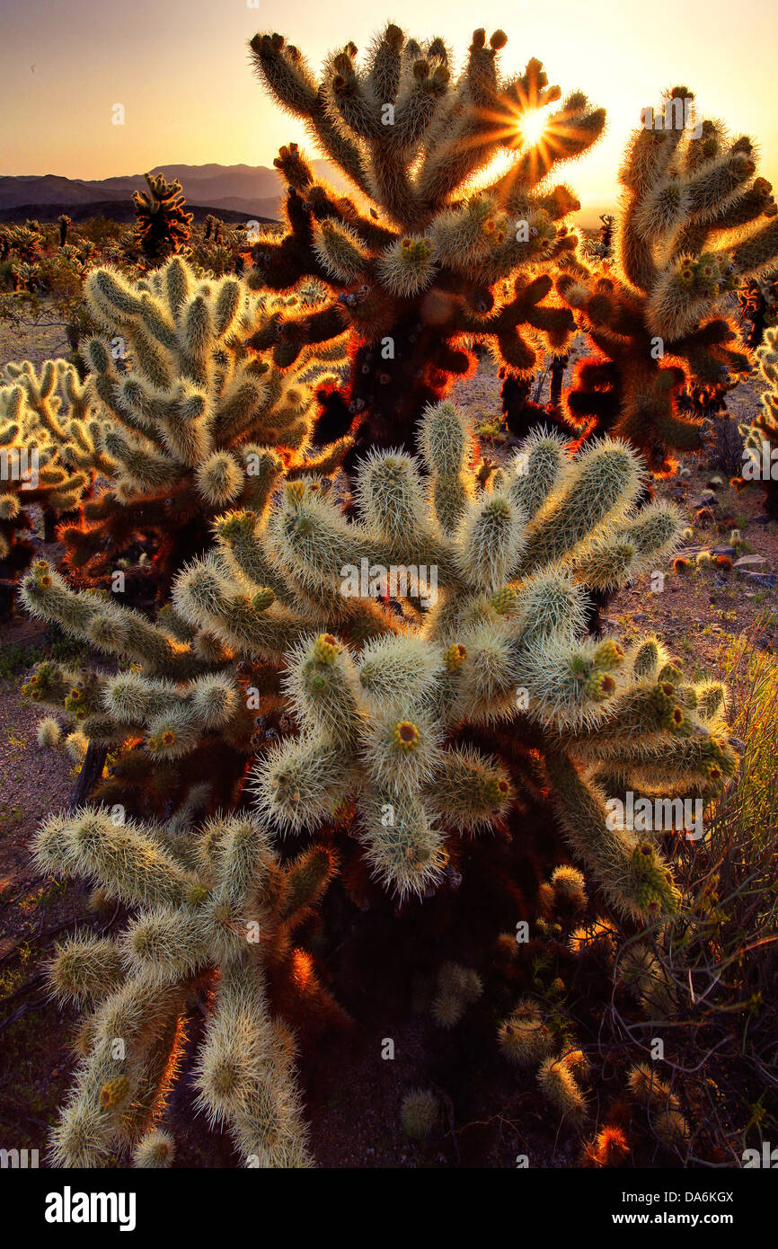 USA, United States, America, California, Indio, National Park, Joshua ...