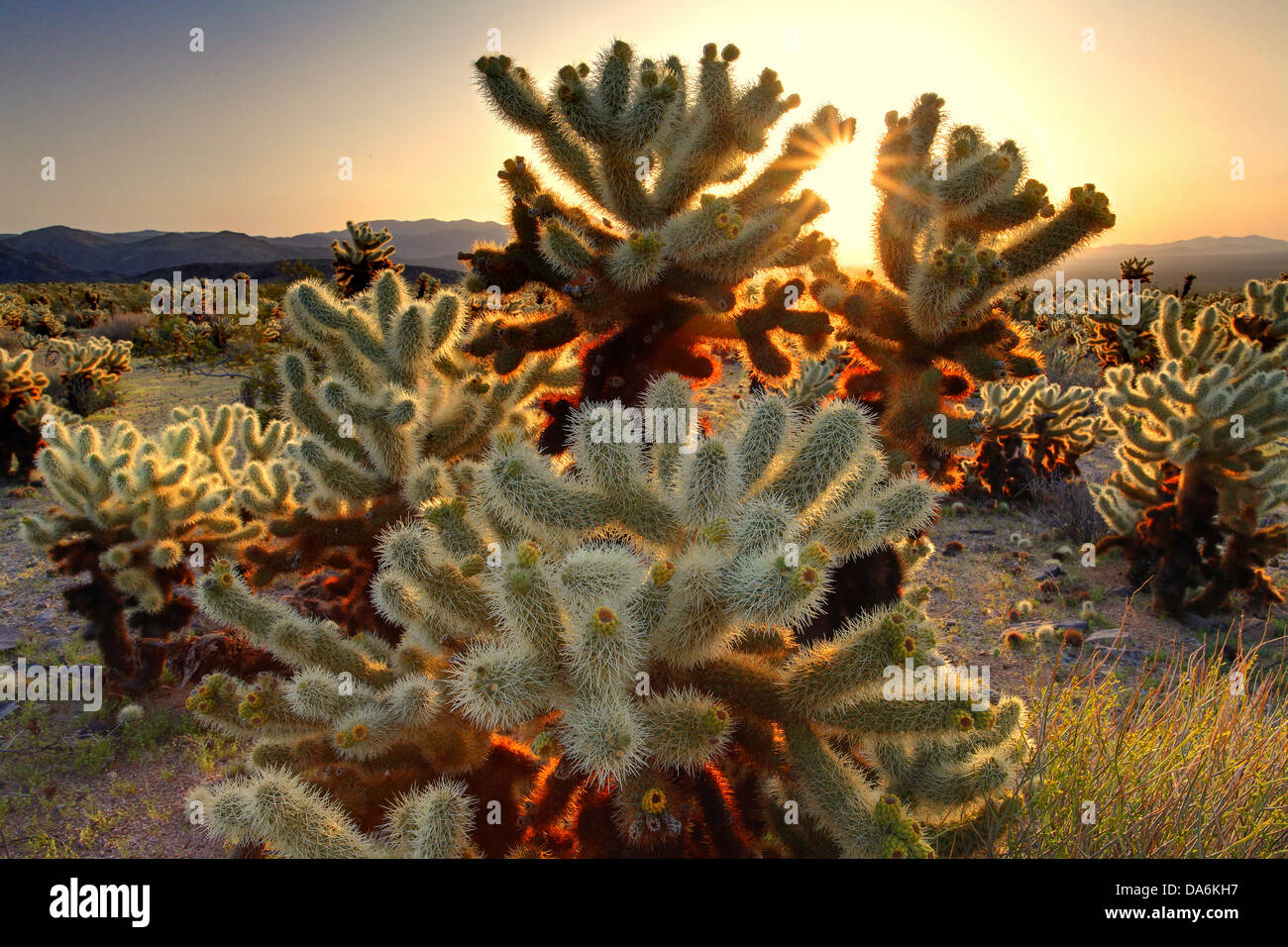 Cacti california hi-res stock photography and images - Alamy