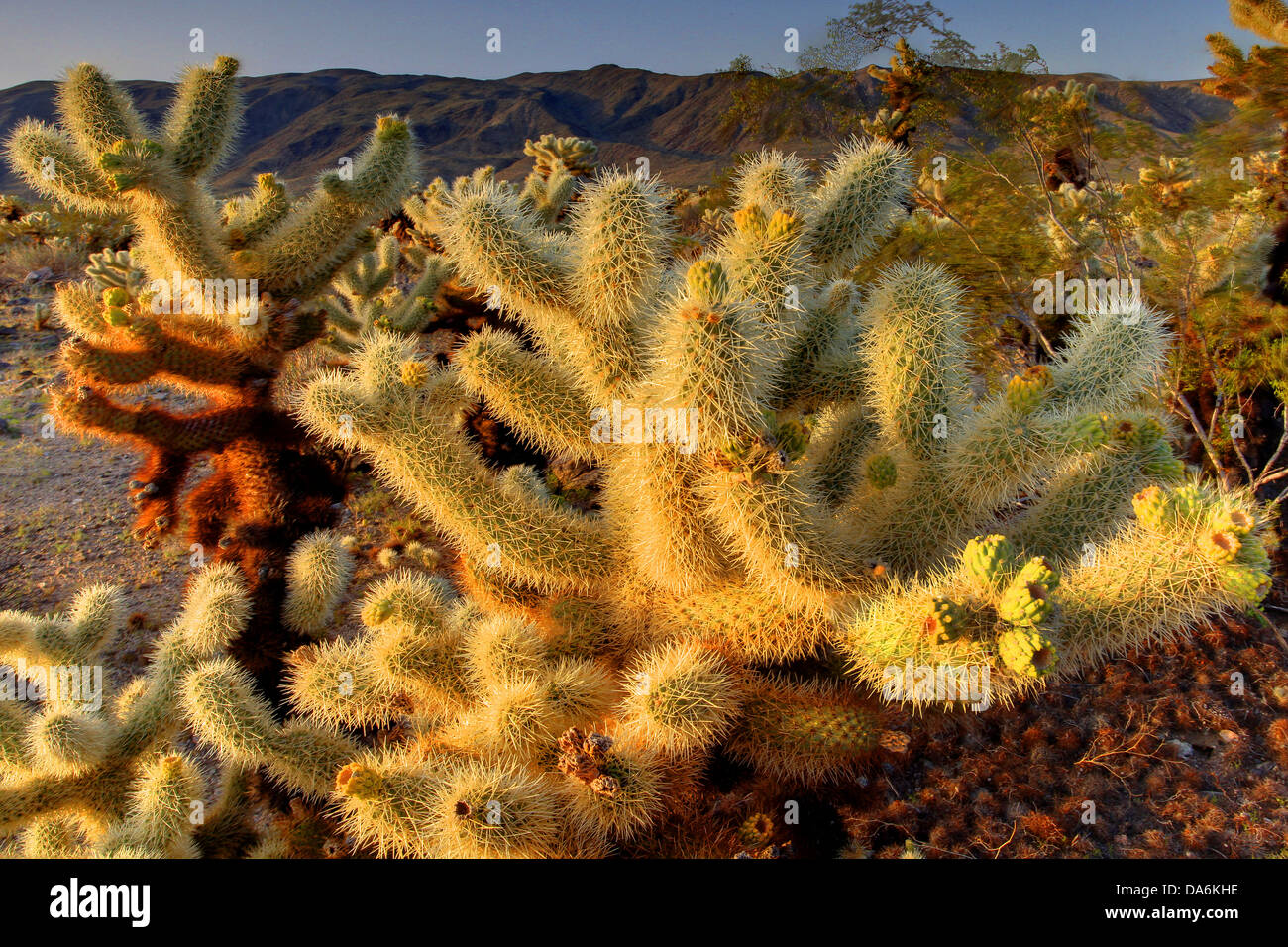 USA, United States, America, California, Indio, National Park, Joshua ...