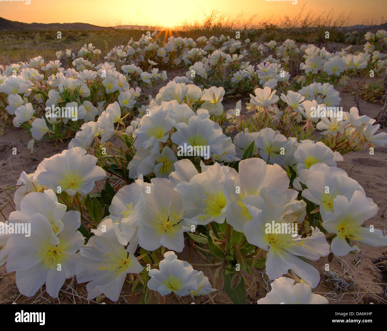 USA, United States, America, California, Indio, National Park, Joshua ...