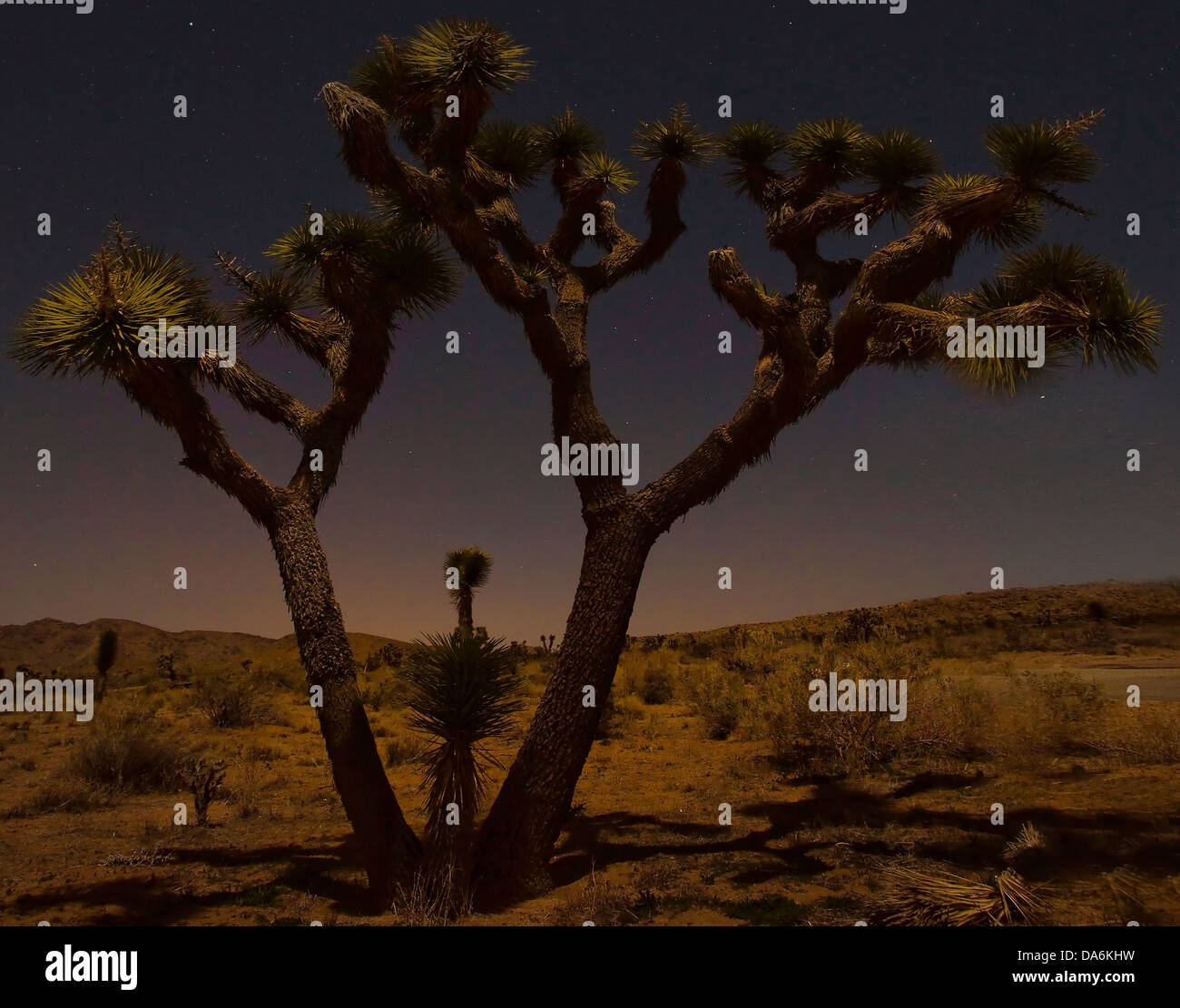 USA, United States, America, California, Indio, National Park, Joshua ...