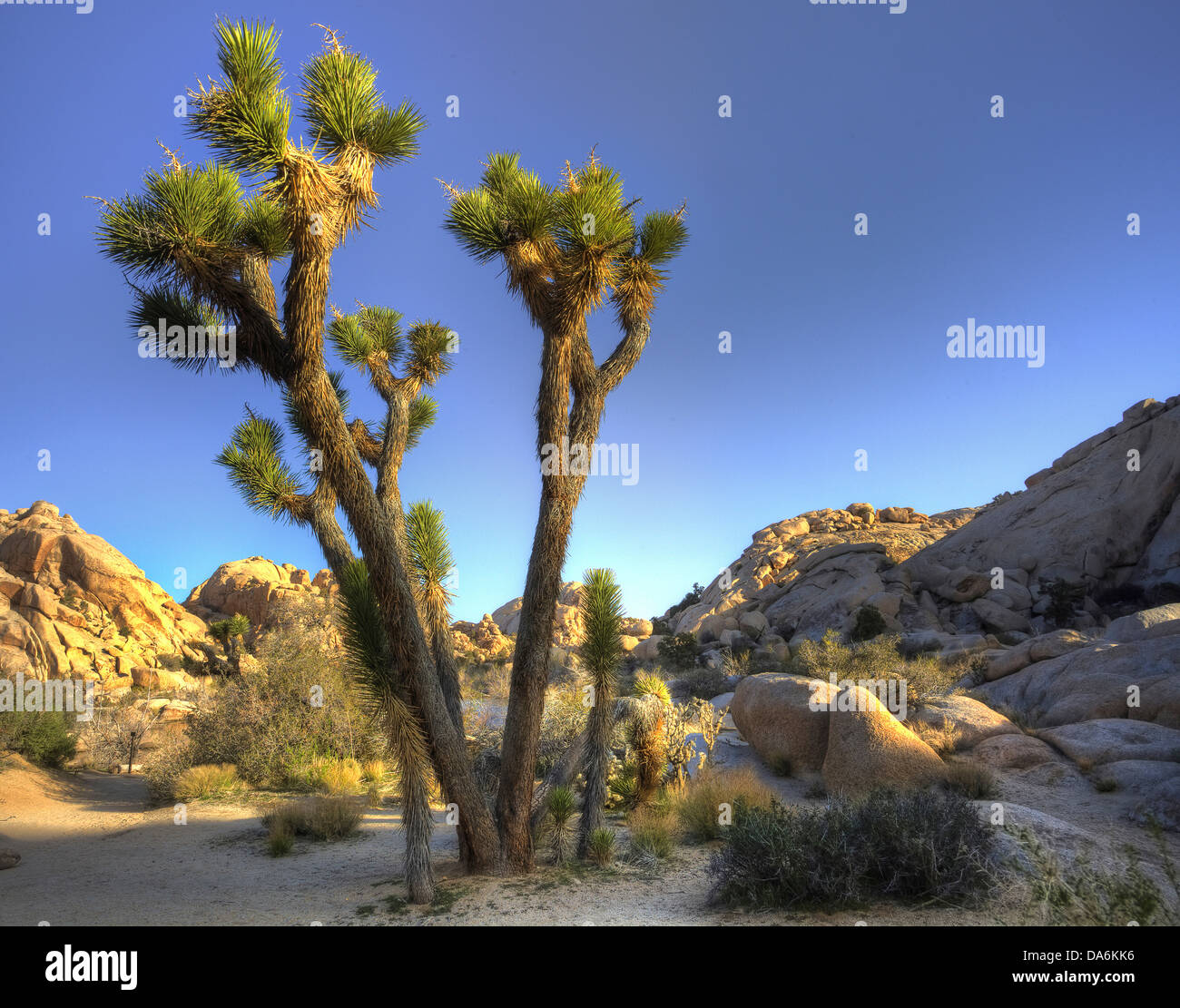 USA, United States, America, California, Indio, National Park, Joshua ...