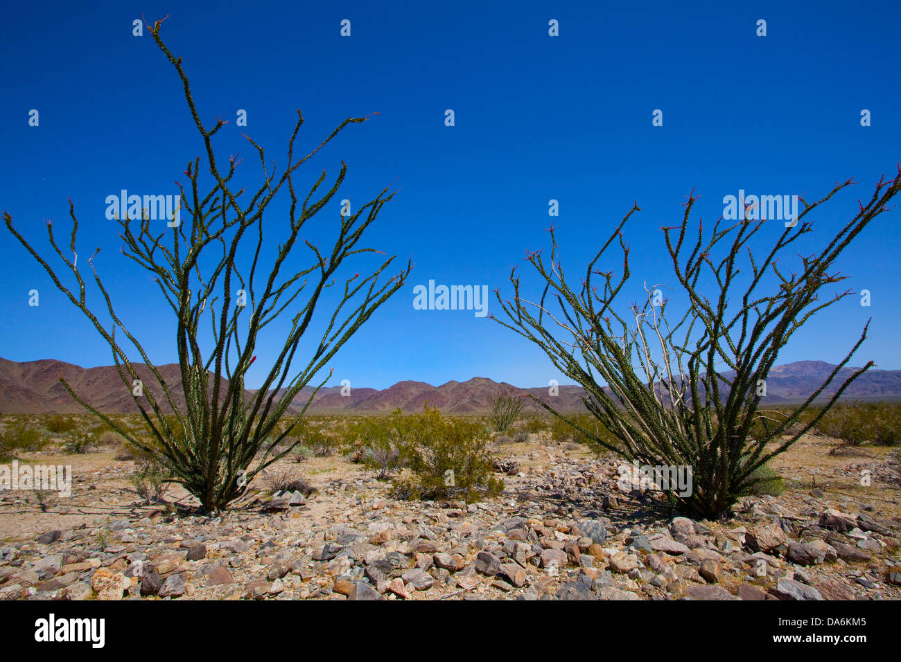 USA, United States, America, California, Indio, National Park, Joshua ...