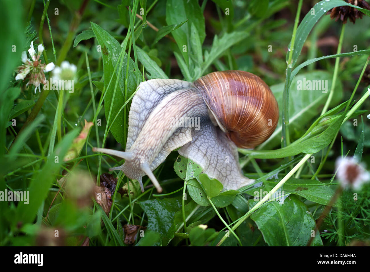 Orange helix background hi-res stock photography and images - Alamy