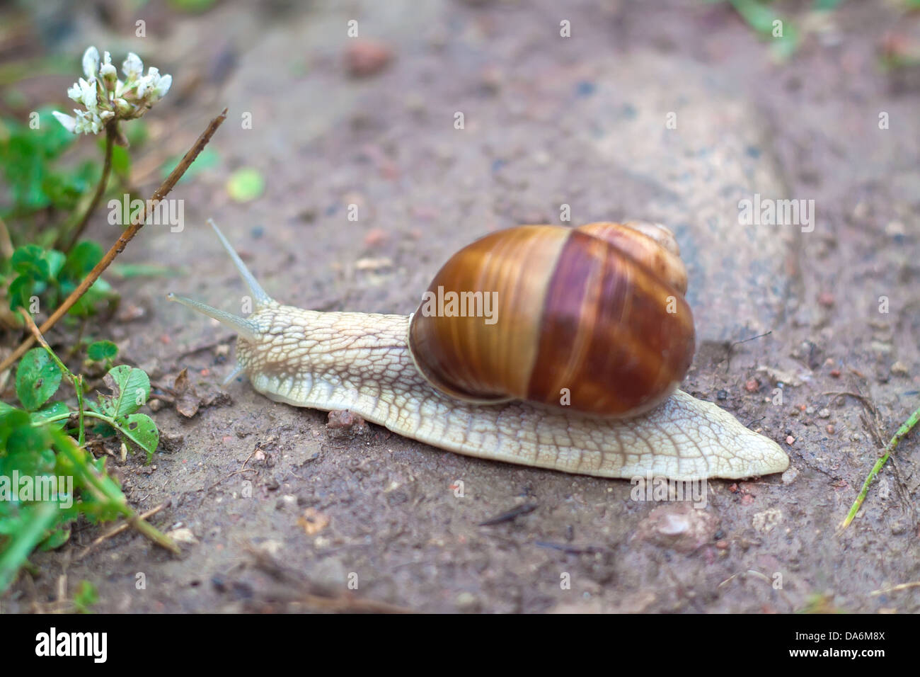 Orange helix background hi-res stock photography and images - Alamy