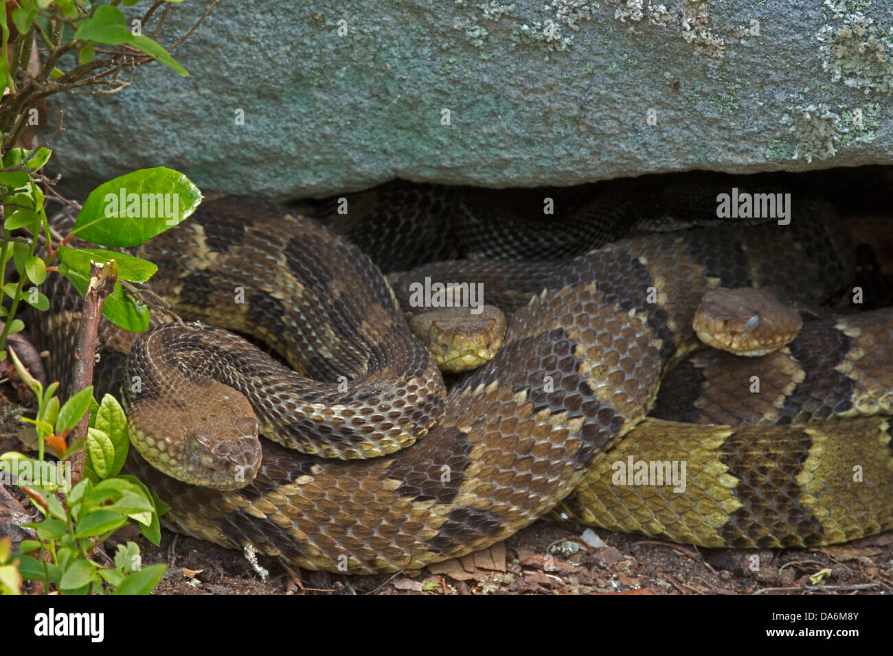 Timber rattlesnakes, Crotalus horridus, Pennsylvania,gravid females basking to allow young to ...