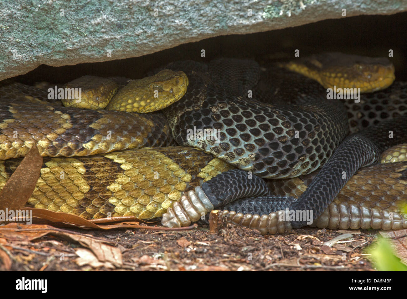 Timber rattlesnakes, Crotalus horridus, Pennsylvania,gravid females basking to allow young to ...