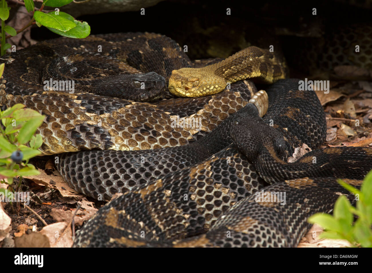 Timber rattlesnakes, Crotalus horridus, Pennsylvania,gravid females basking to allow young to ...