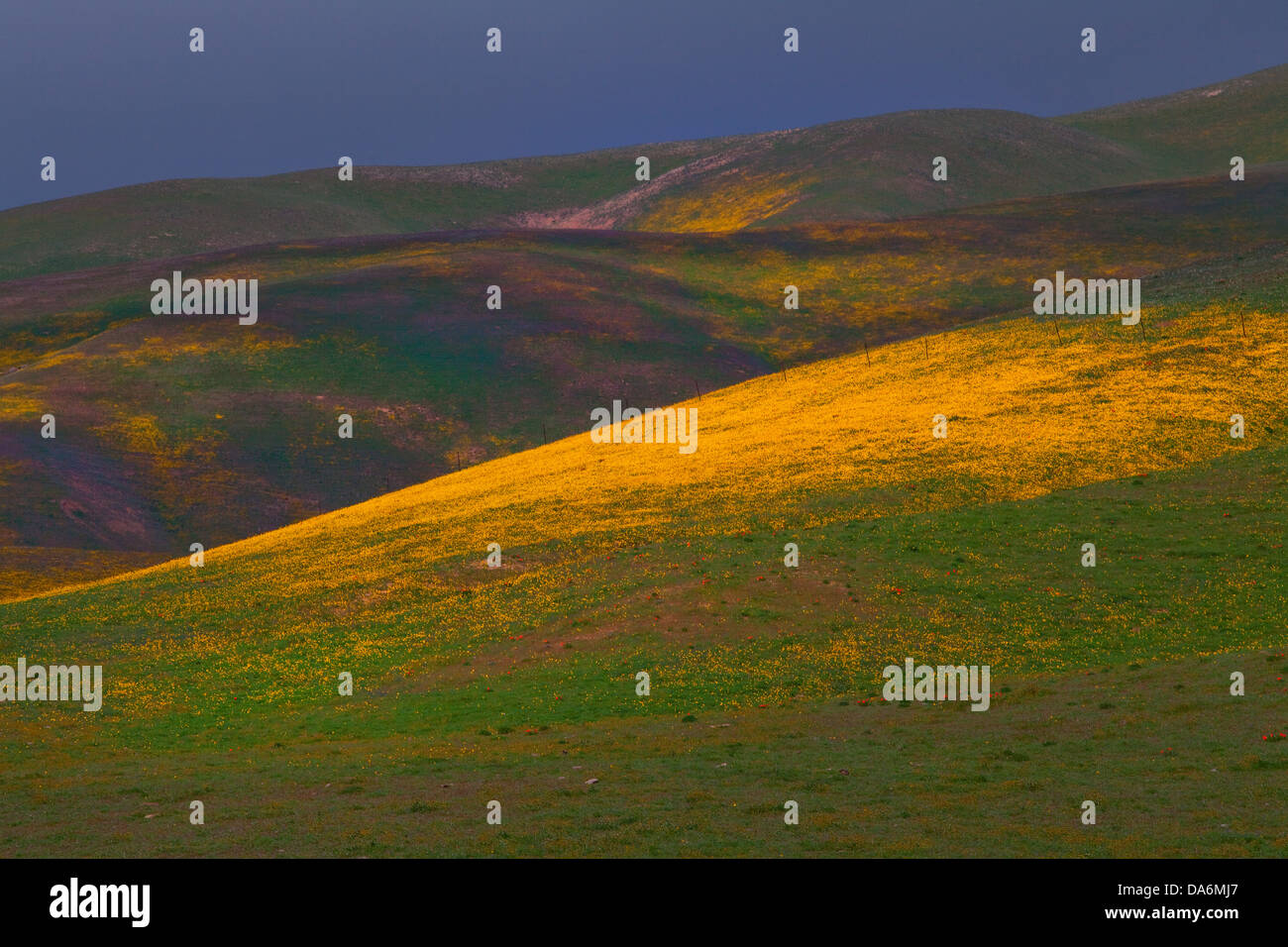 California hills oak tree hi-res stock photography and images - Alamy