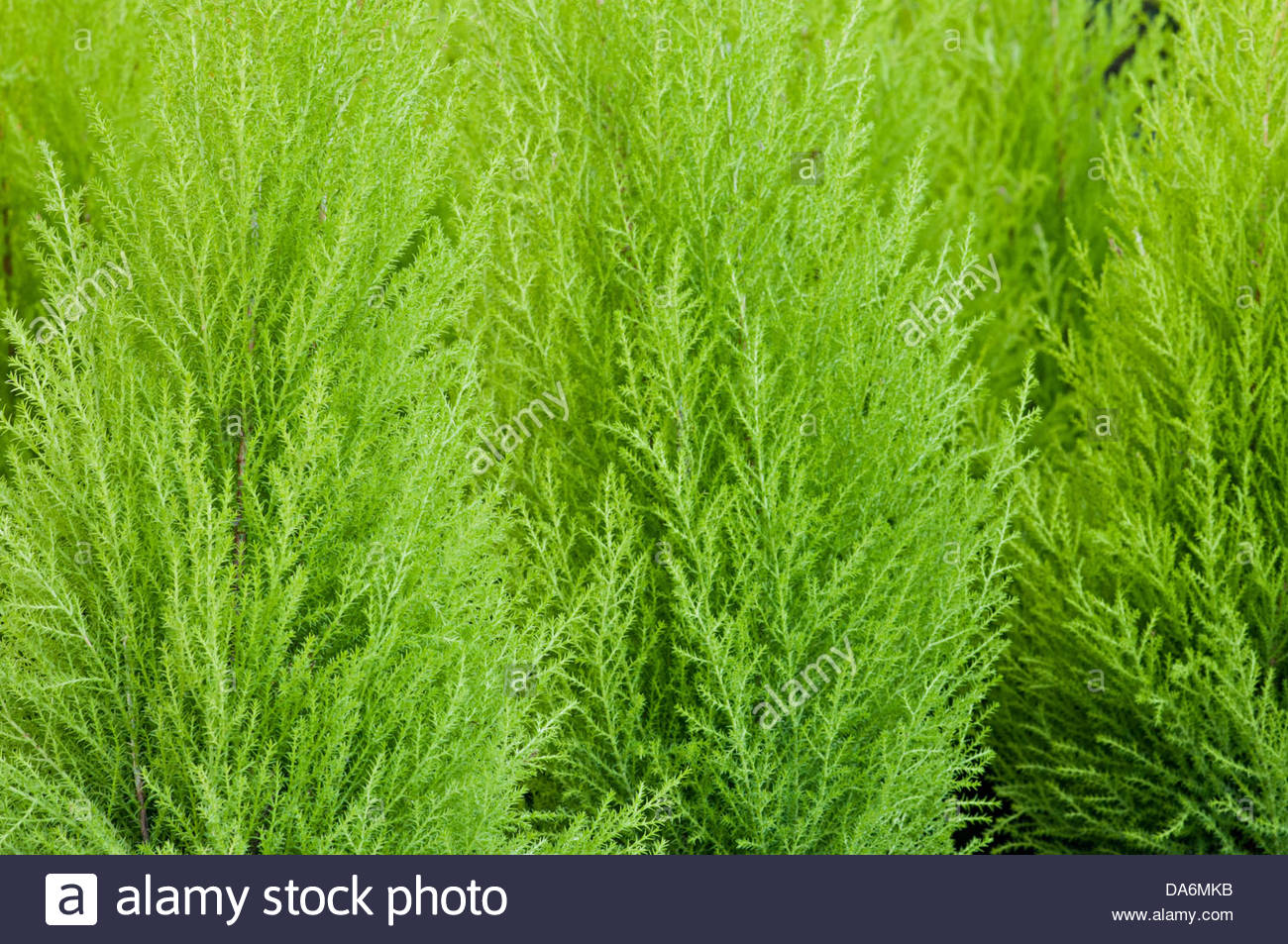 Gold Crest Plant Stock Photos & Gold Crest Plant Stock Images - Alamy
